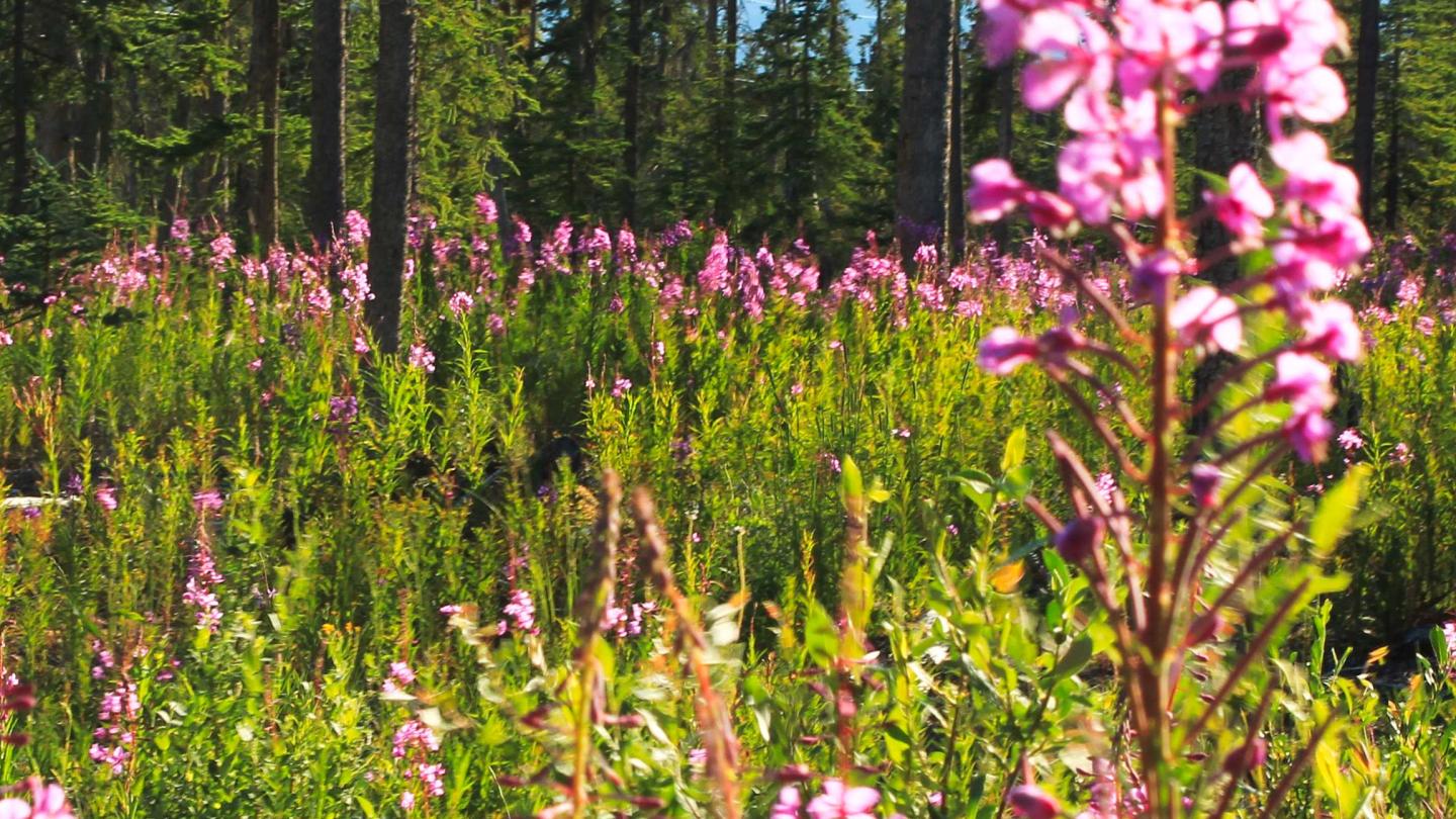 Wildwood Spirit | Travel Yukon - Yukon, Canada | Official Tourism ...