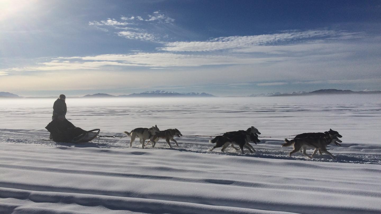 Dog Sledding & Aurora Package | Travel Yukon - Yukon, Canada | Official ...