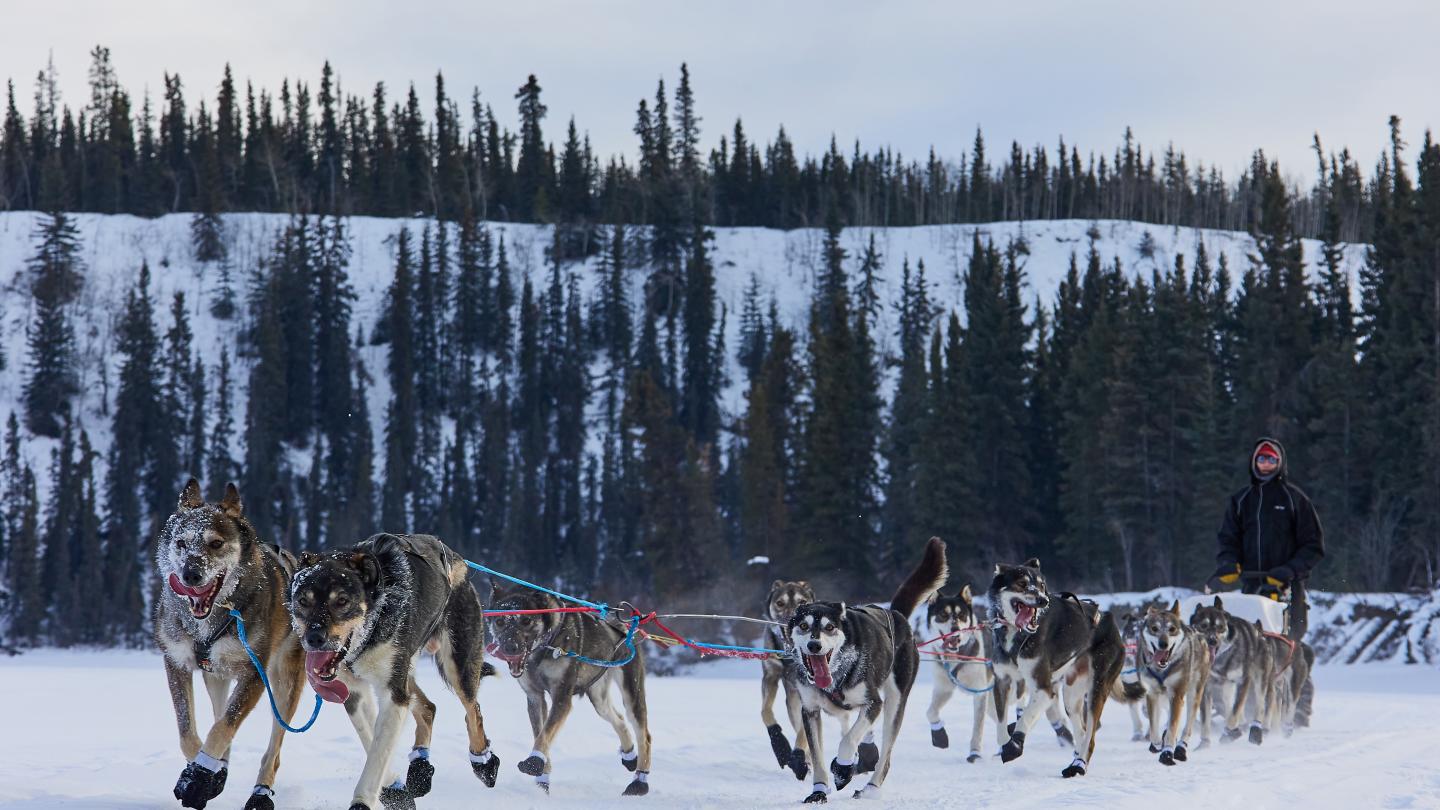 Keystone Sled Dogs | Travel Yukon - Yukon, Canada | Official Tourism ...
