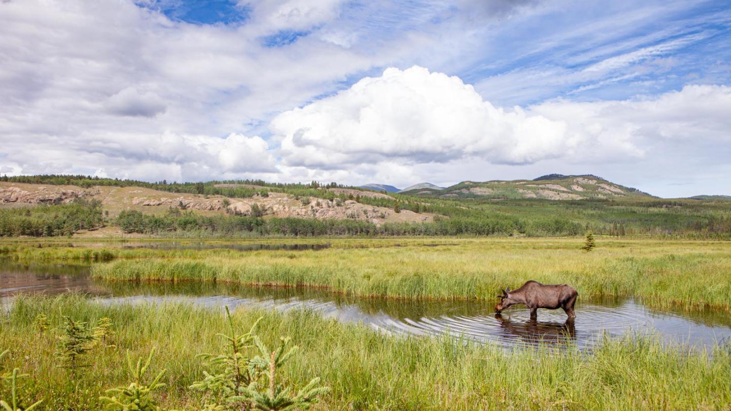 Yukon Wildlife Preserve | Travel Yukon - Yukon, Canada | Official ...
