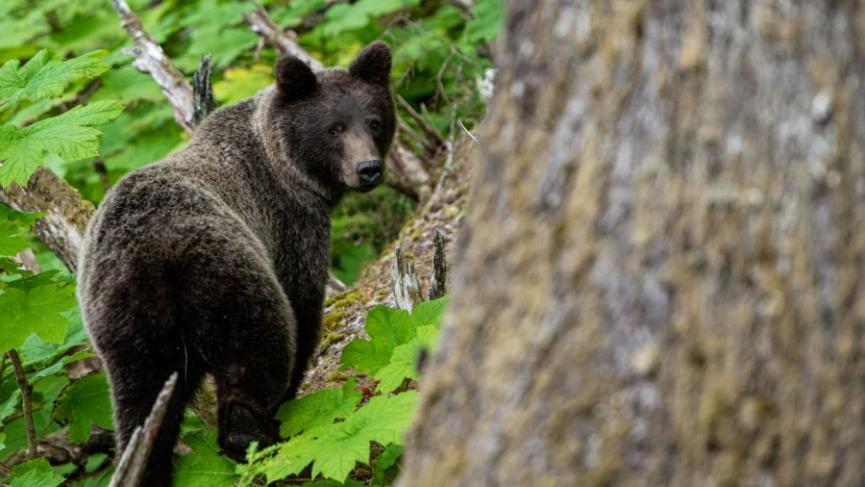 Ruby Range Adventure | Travel Yukon - Yukon, Canada | Official Tourism ...