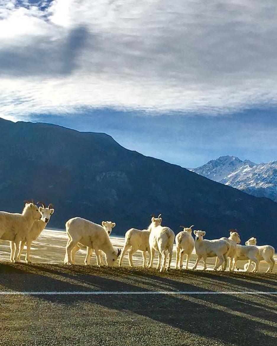 Spring wildlife migration | Travel Yukon - Yukon, Canada | Official ...
