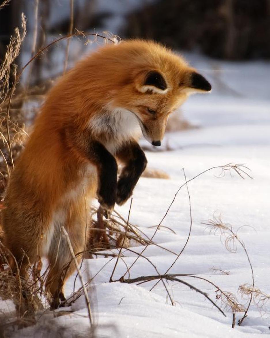 Yukon 101: Everything you need to know | Travel Yukon - Yukon, Canada ...