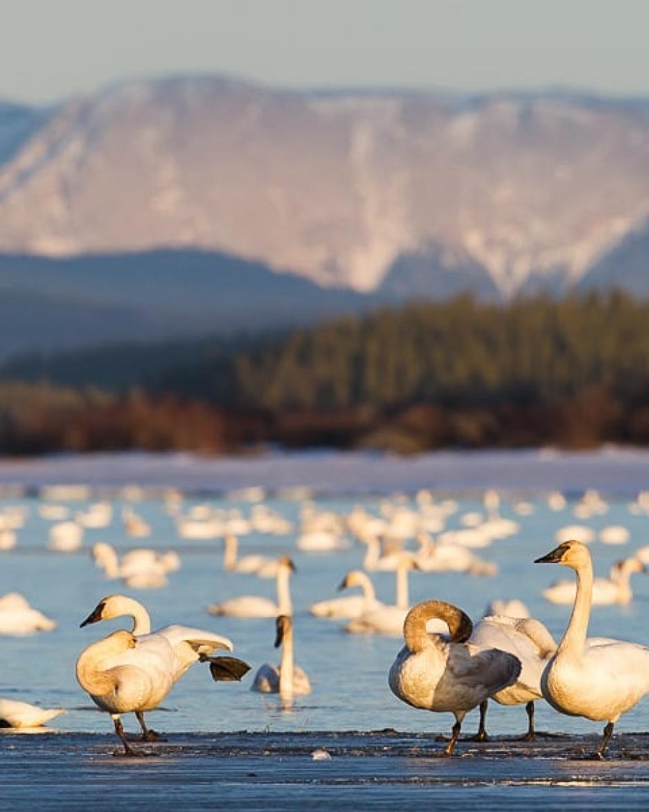 Spring wildlife migration | Travel Yukon - Yukon, Canada | Official ...