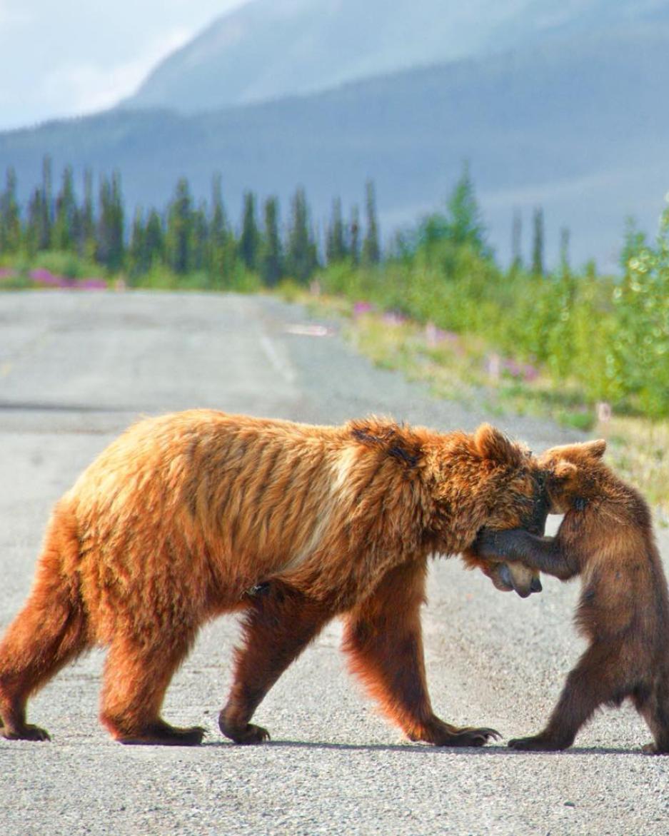 Spring wildlife migration | Travel Yukon - Yukon, Canada | Official ...