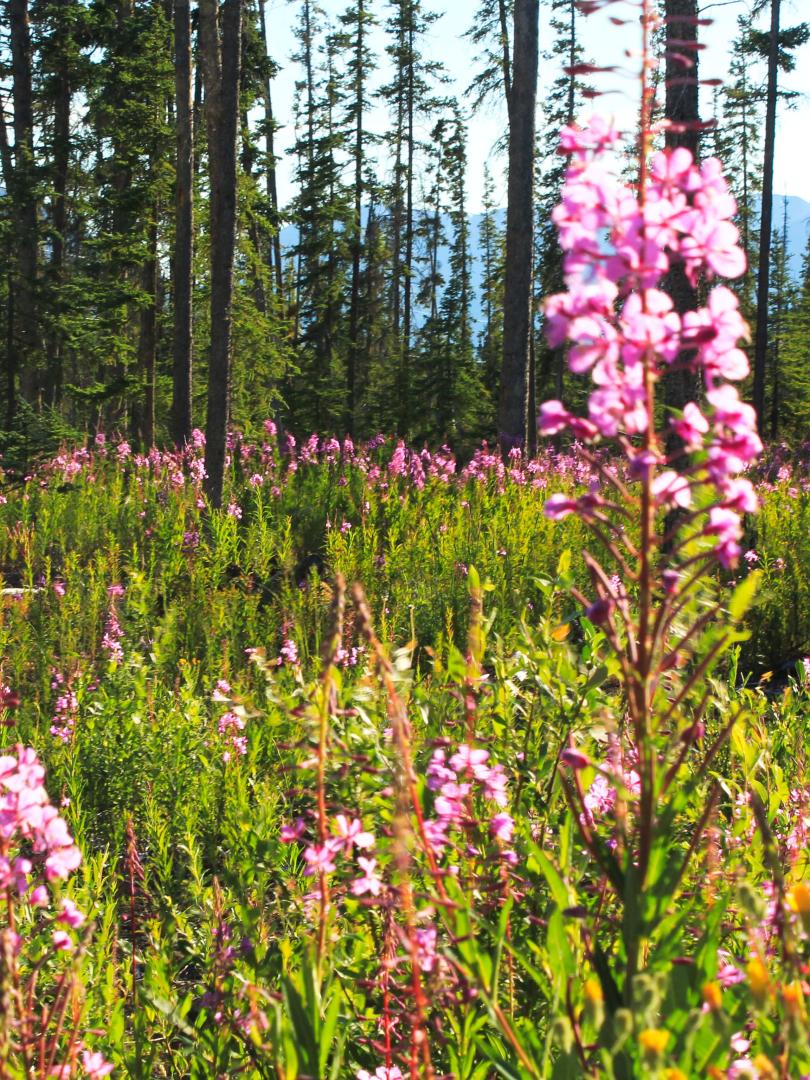 Wildwood Spirit | Travel Yukon - Yukon, Canada | Official Tourism ...