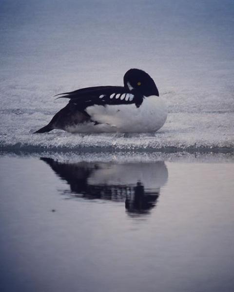 Spring wildlife migration | Travel Yukon - Yukon, Canada | Official ...