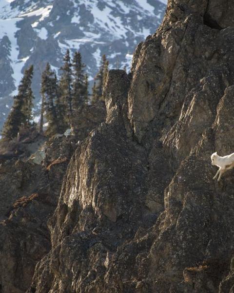 Spring wildlife migration | Travel Yukon - Yukon, Canada | Official ...